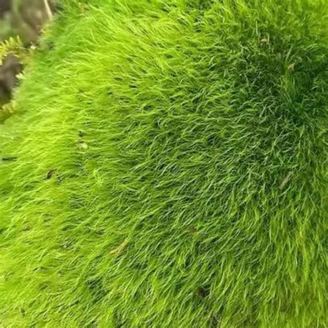 How To Plant And Grow Sheet Moss