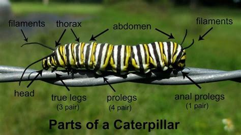Caterpillar Body Parts