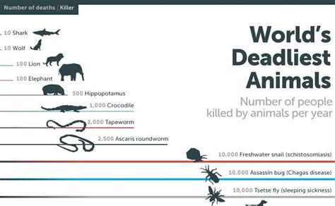 Deadliest Animals Infographic Discover Natures Top Killers