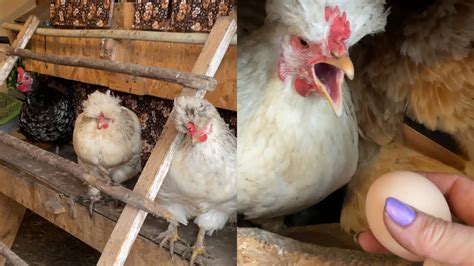 Как определить несется курица или нет Youtube