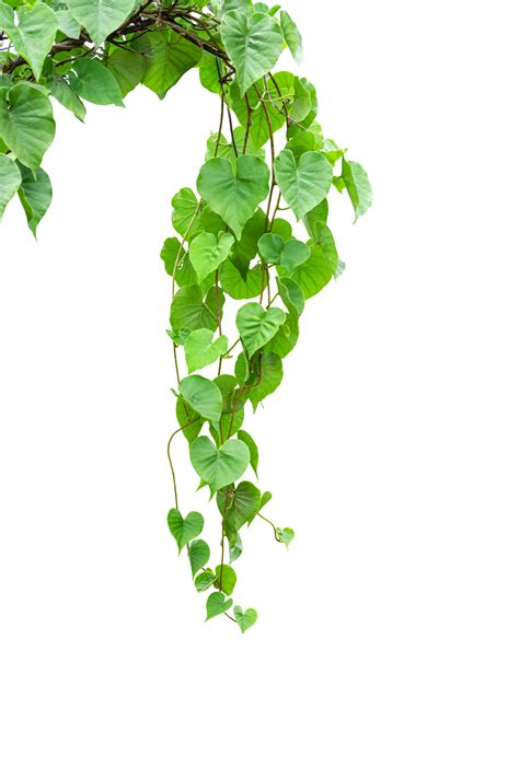 Twisted Jungle Vines Liana Plant Cowslip Creeper Vine Telosma Cordata With Heart Shaped Green