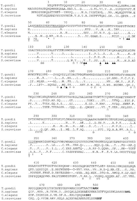 Sequence Alignment For Catalases Of Various Species Catalases From The