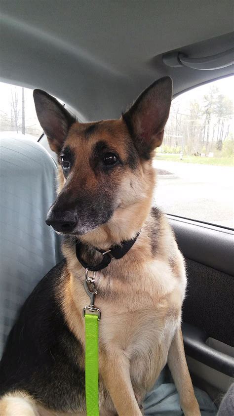 German Shepherd Puppies Nc Rescue