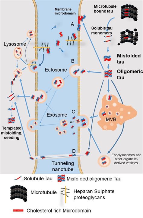 The Secretion Pathways Of Pathological Tau Protein A Direct