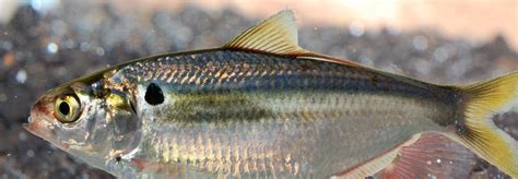 Shad Fish Owen Williams Fish Farm