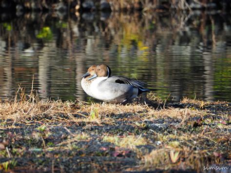 冬の石神井公園で野鳥観察を楽しむカワセミ撮影が出来る公園