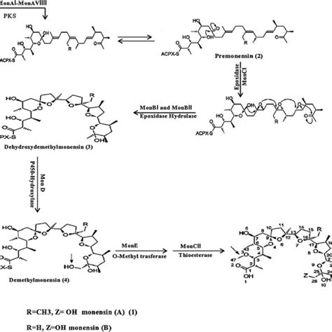 Pdf Are There Any Other Compounds Isolated From Dermacoccus Spp At All