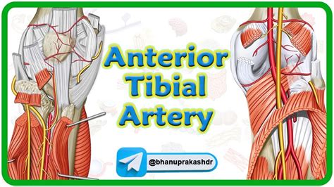 Anterior Tibial Artery Anatomy Animation Origin Course Branches The