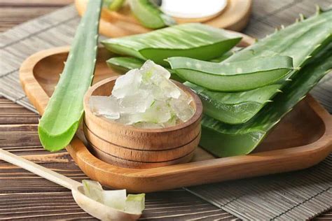 Remedio De Aloe Vera Miel Y Aceite De Oliva Para Curar La Tos Crónica