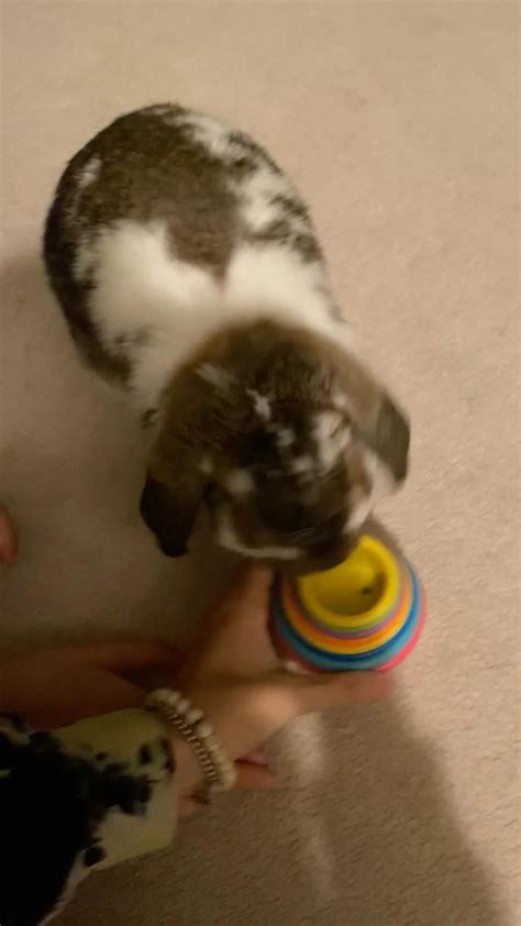 Rabbit Urine What Pee Tells You About A Rabbit S Health Artofit