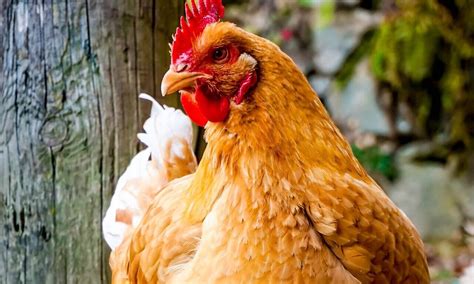 Slower Growing Chickens Experience Higher Welfare Commercial Scale