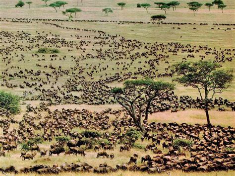 Wilderbeest Great Migration Safari Experience Jizo Travel Recommendation