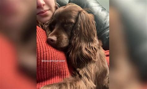 31 Popular Cocker Spaniel Mixes To Know With Photos