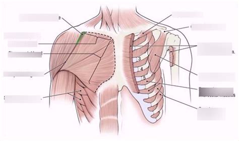 Pectoralis Muscles Diagram Quizlet