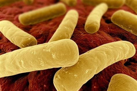 C Diff Contagious C Difficile Symptoms C Diff Causes C Difficile Treatment C Difficile