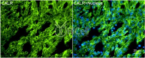 Calreticulin Calr Antibody Bicell Scientific®