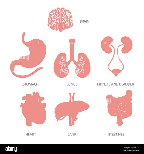 Female Internal Organs Anatomy Cut Out Stock Images And Pictures Alamy