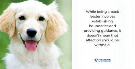 Can Dogs Understand Humans How Dogs Communicate And Connect