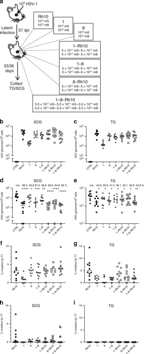 Aav Serotype Combination For The Delivery Of Dual Meganuclease Download Scientific Diagram