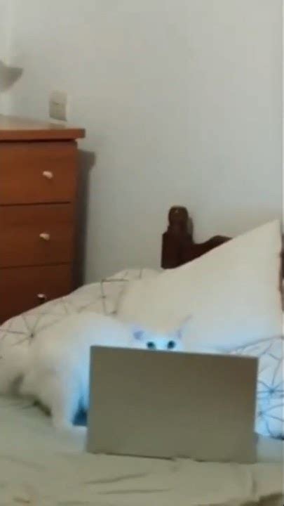 Попробуйте не засмеяться Кот хакер 😅 Youtube