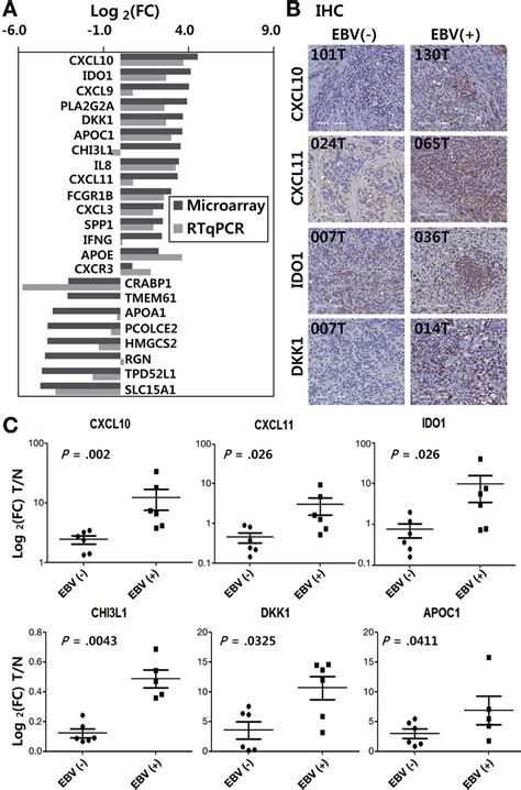 Validation Of Ebv Affected Degs A Twenty One Of Deg In Test