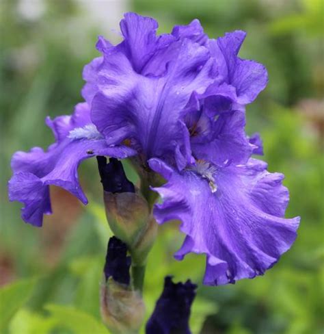 All About Iris