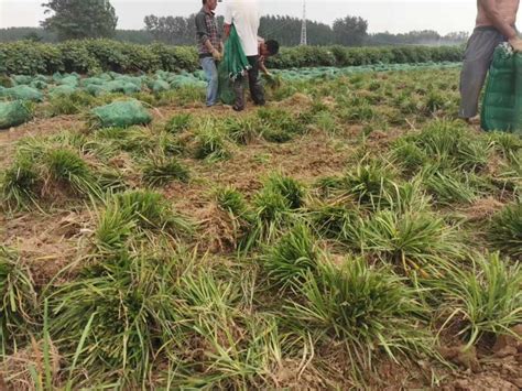 山东丹麦草 山东丹麦草 供应 农业 曹县尚艺种植专业合作社