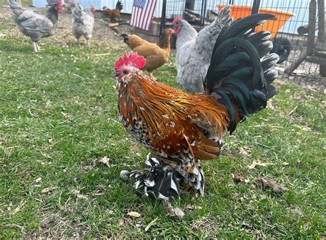 How Do Roosters Fertilize Eggs