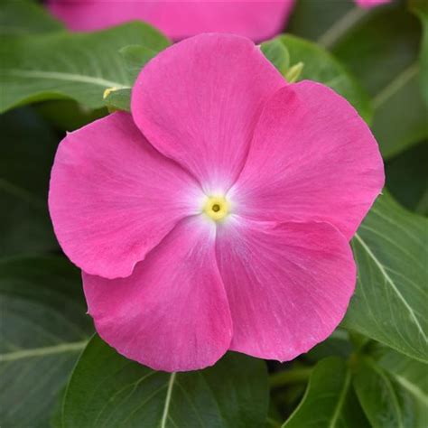 Vinca Vinca Minor • New Zealand Plant Conservation Network