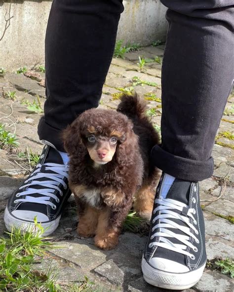 Sable Phantom Standard Poodle