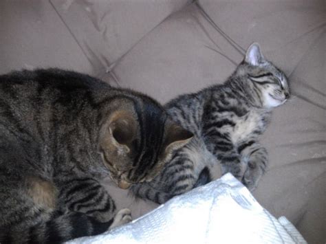 Speedy Monster Kitty