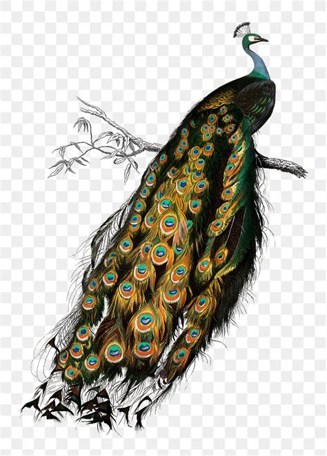 Peacock Png Images Free Photos Png Stickers Wallpapers
