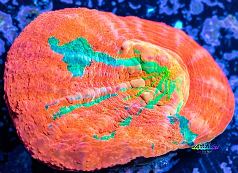 Get Your Tank Popping With Scolymia Coral Order Now At Zeo Box Reef