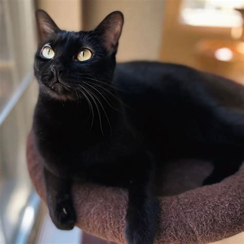 Gorgeous Declawed Black Cat For Adoption In Fort Lauderdale Fl Adopt