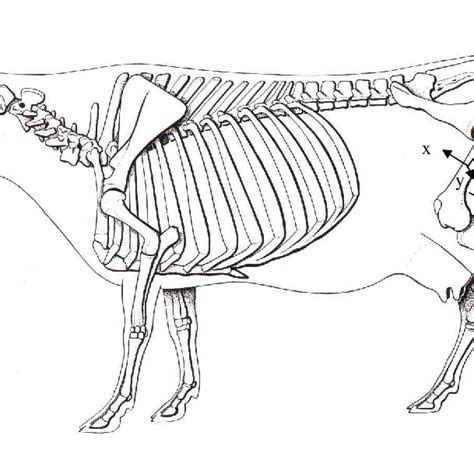 Local Coordinate System For The Femur 2 Download Scientific Diagram