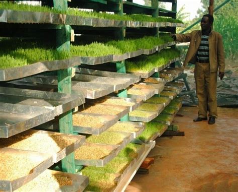 Hydroponic Fodder System At ₹ 200000 Hydroponic Fodder System In