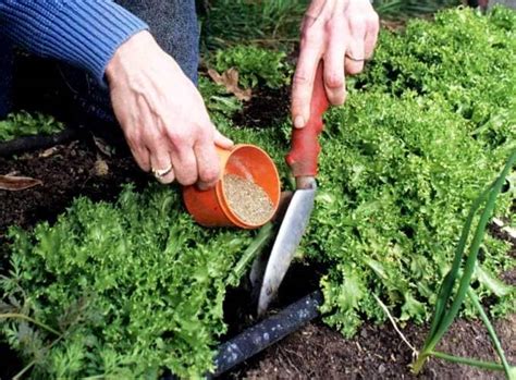 Consejos para Abonar las plantas del huerto y el jardín orgánico Eco Jardín Mágico