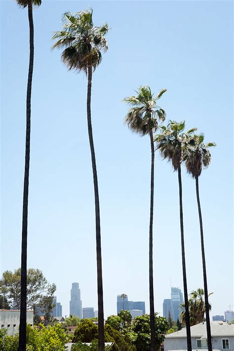 Los Angeles Skyline With Palm Trees By Stocksy Contributor Meghan