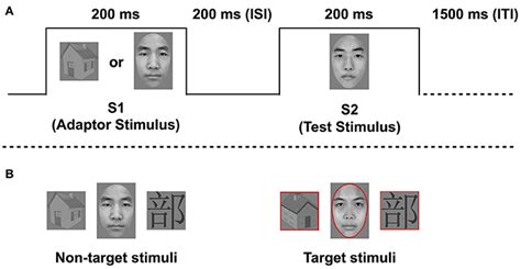 Frontiers Sex Differences In Categorical Adaptation For Faces And