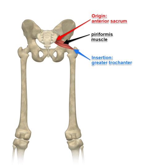 Groin Pain Relief With 5 Strength And Stretching Exercises Artofit