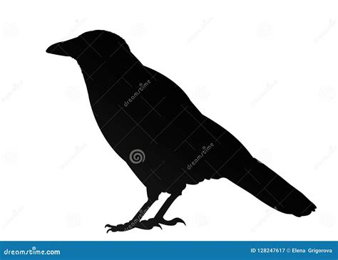 Silueta Negra Aislada Del Cuervo En El Fondo Blanco Ilustración Stock de ilustración