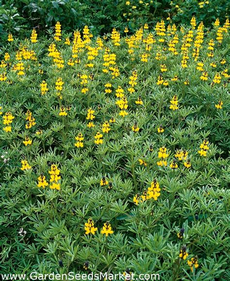 Annual Yellow Lupin Ideal For Aftercrop 500 G Of Seeds European