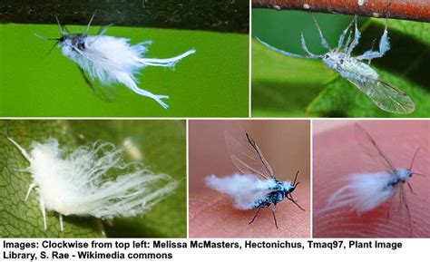 Woolly Aphids How To Control And Treat Woolly Aphids