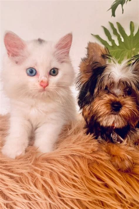 10 Surprising Similarities Between Dogs And Cats You Didnt Know Petpress