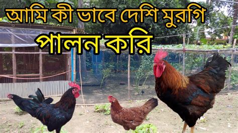 Desi Murgi আমার খামারে দেশি মুরগি কী ভাবে পালন করি Deshimurgipalan