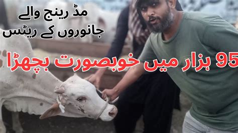 Mid Range Wale Janwaro Kay Rates Karachi Maweshi Mandi 2023 Ismail