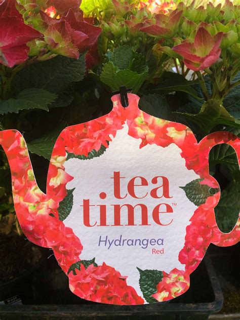 Hydrangea Tea Time — Rockbank Nursery