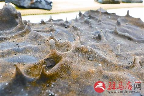 向陽紅01船收穫奇特玄武岩 每日頭條