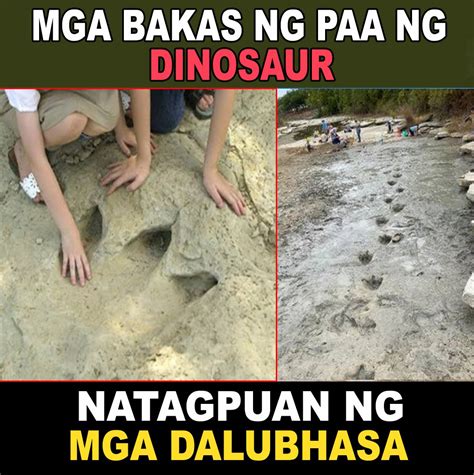 Bakas Ng Paa Ng Dinosaur Bakas Ng Mga Paa Ng Dinosaur Natuklasan Ng