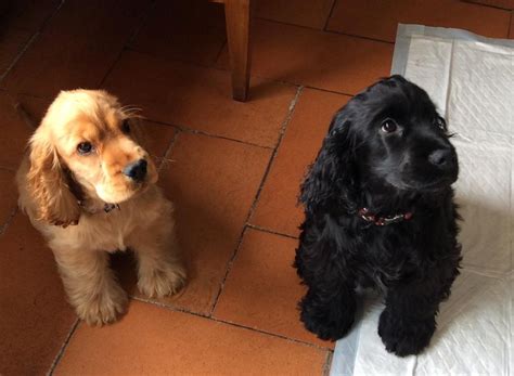 Becky Buona Serata Di Ferragosto 🍉🍉 Adoro I Miei Padroncini Mewe